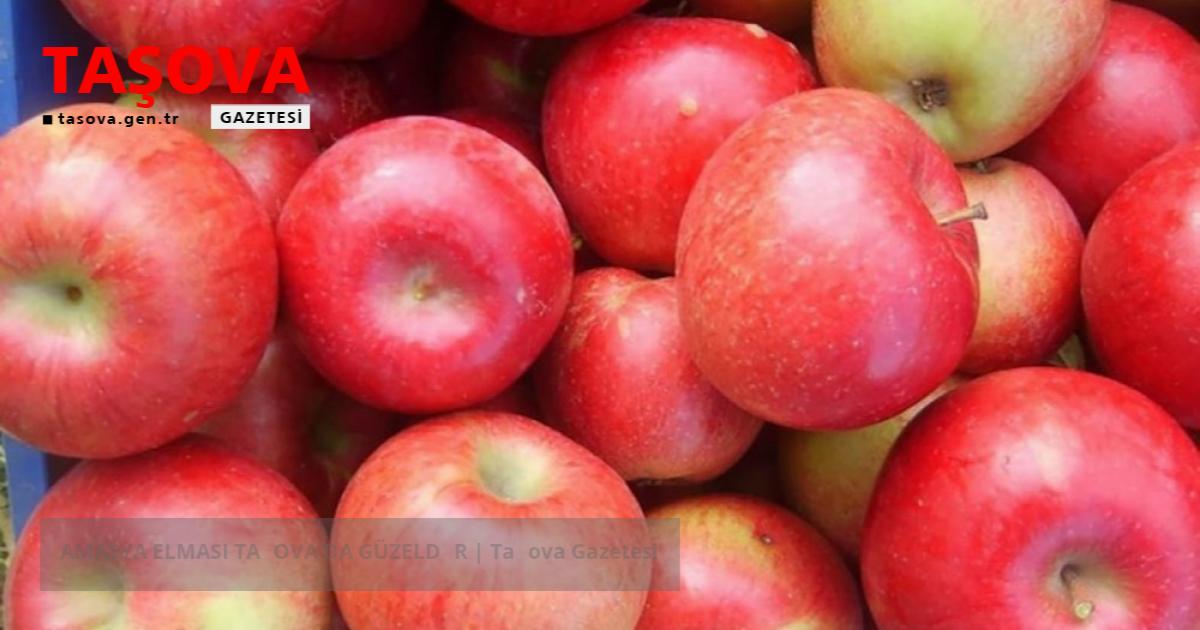 AMASYA ELMASI TAŞOVA’DA GÜZELDİR | Taşova Gazetesi