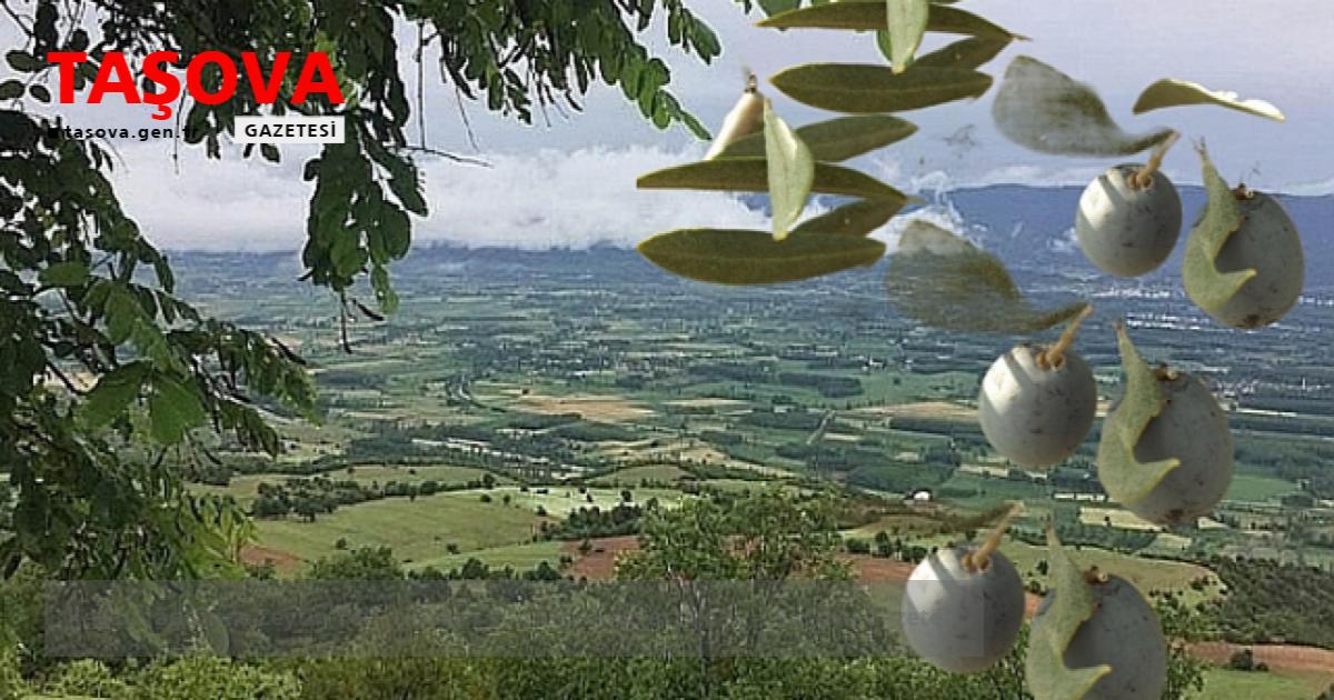 Kelkit Vadisinde Zeytin Yetiştiriciliği konusuna ilgi artıyor… | Taşova ...