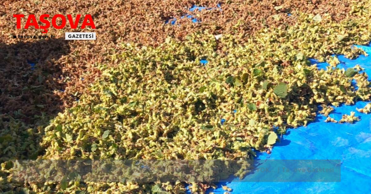 TAŞOVA’DA DESTEKLENECEK TARIM ÜRÜNLERİ BELLİ OLDU, FINDIK YİNE YOK ...