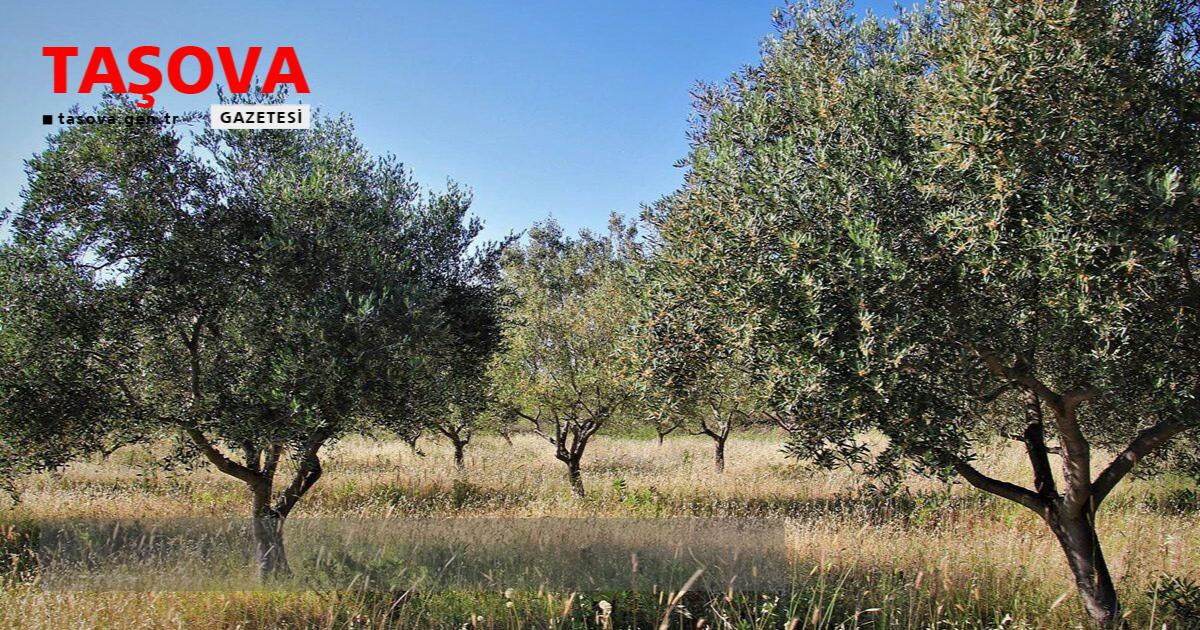 TÜRKİYE’DE TARIMI NASIL YENİDEN KURTARIRIZ? | Taşova Gazetesi